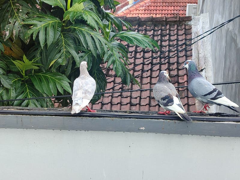 Three Pigeons Perching on the Wall Stock Photo - Image of animal, plant: 354729166