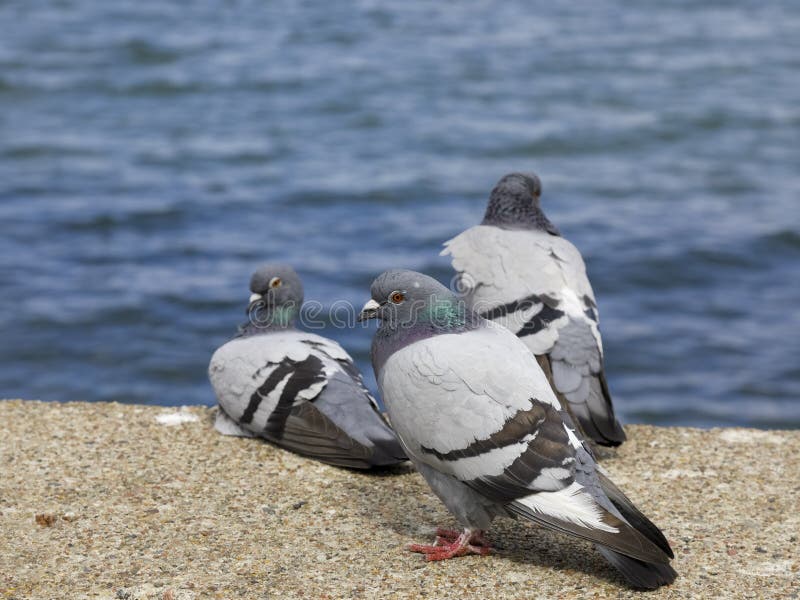 Three Pigeons are at the Seaside Stock Photo - Image of surface, gulf ...
