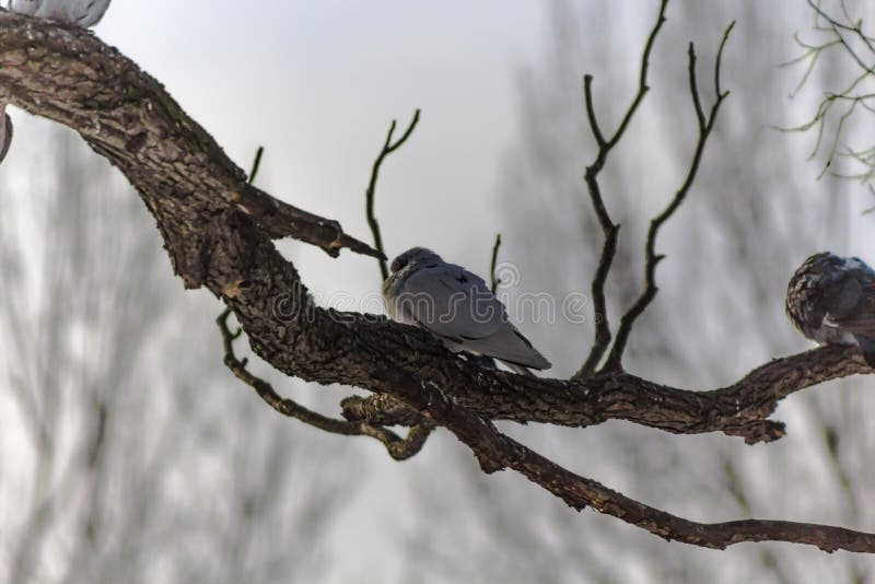 Doves Sitting on a Branch in the Sunset Stock Photo - Image of fresh ...