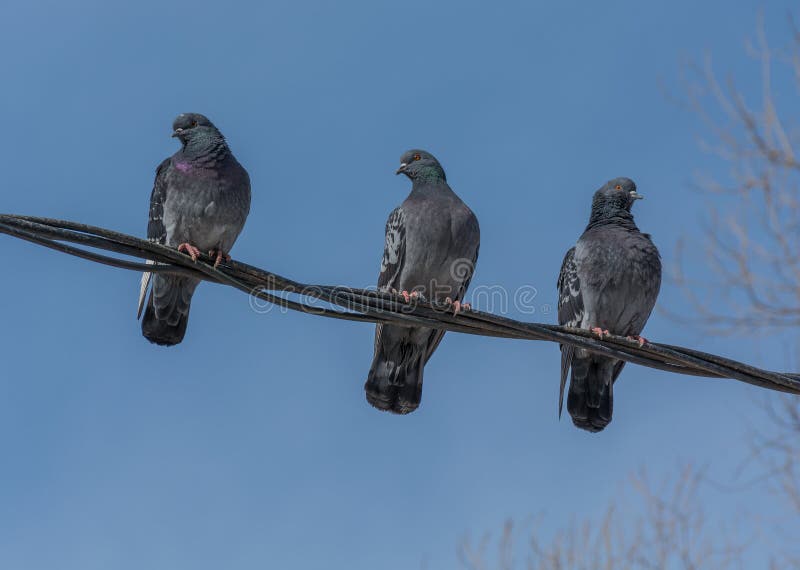 Three Pigeons Sit on Wires Against the Blue Sky Stock Image - Image of ...