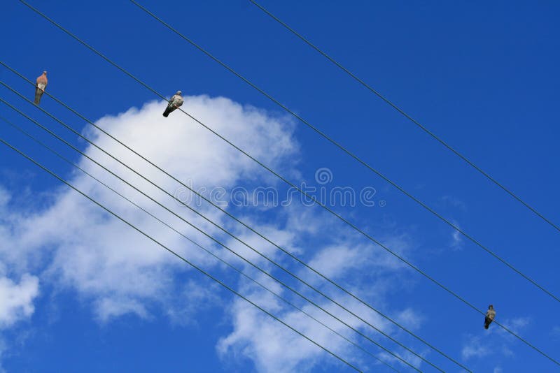 Birds on electrical wires stock photo. Image of stratosphere - 135375452