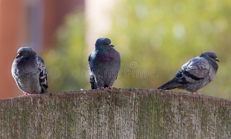 Three pigeons on a stone stock image. Image of feather - 78182971