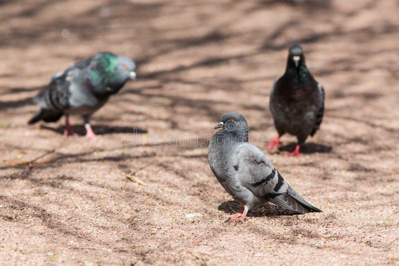 Three Pigeons on a Sunny Day Stock Photo - Image of freedom, beak: 73488080