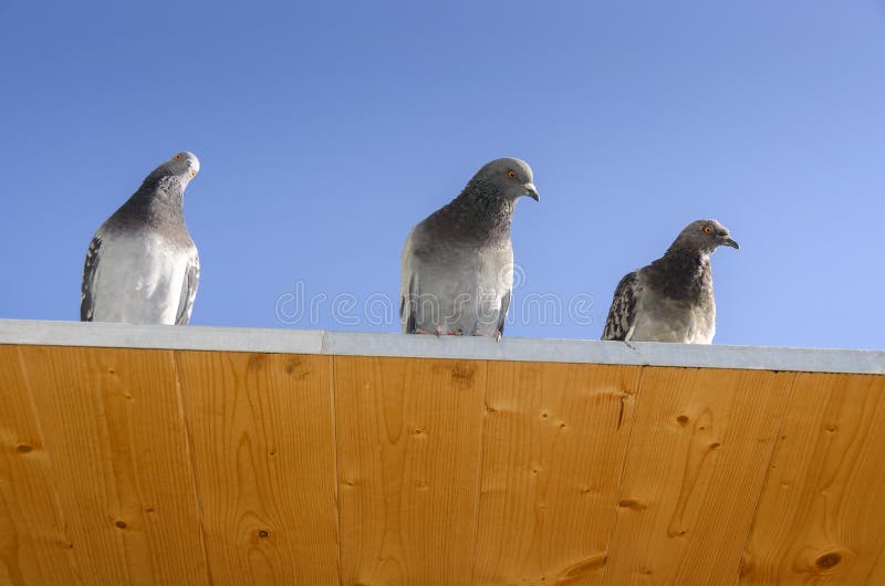 Three pigeons stock photo. Image of three, flight, pigeon - 36686436
