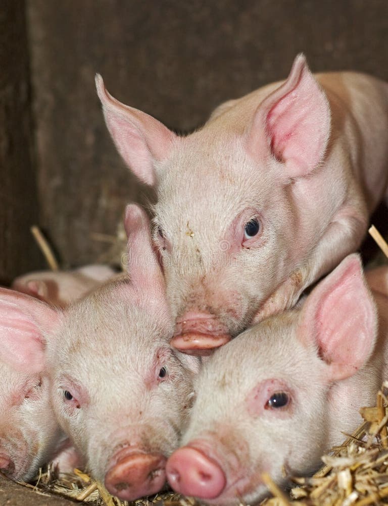 5,925 Cute Piglets Stock Photos - Free & Royalty-Free Stock Photos from ...