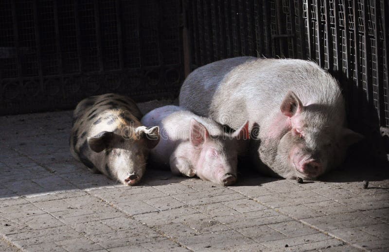 Three Pigs Chilling stock photo. Image of piglet, swine - 78722622
