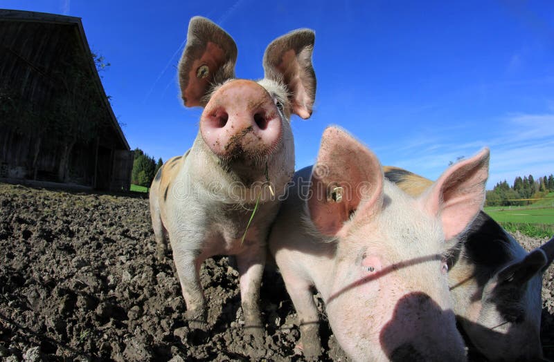 Three pigs stock photo. Image of husbandry, animal, boar - 45803722