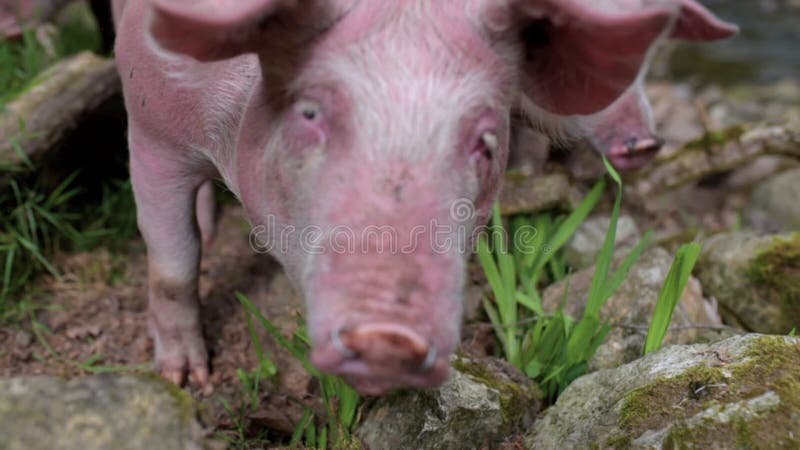 Three Pigs Feeding on the Grass that Grows between the Stones Stock ...