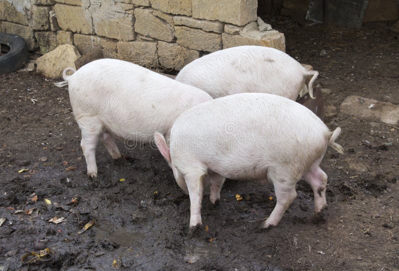 Three Pigs are Fighting for Food Stock Image - Image of animal, ears ...