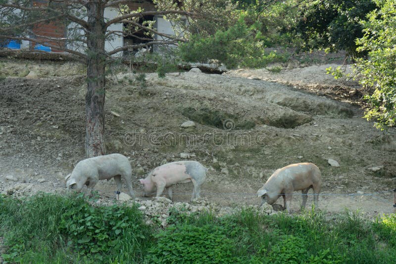 Three pigs look for food stock image. Image of agricultural - 120039021