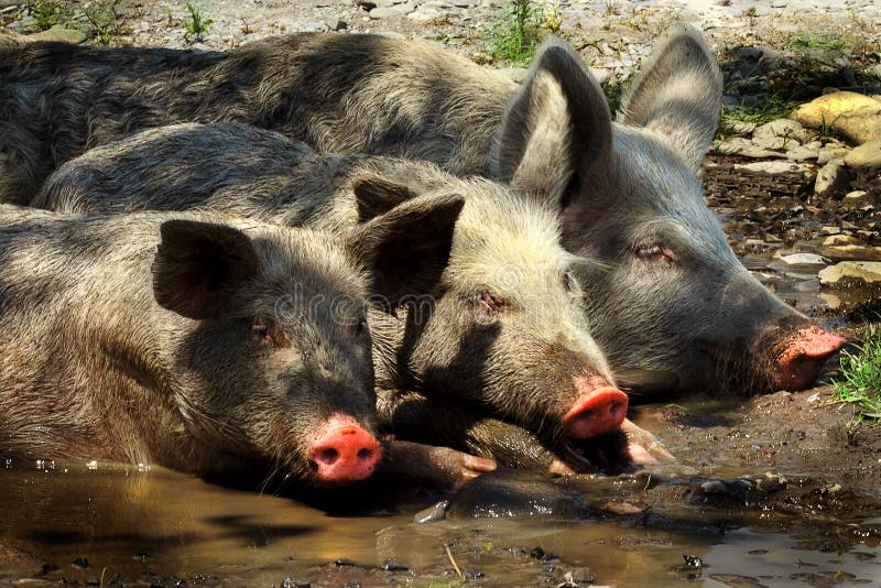 Three pigs stock image. Image of georgia, animals, dirt - 65382895