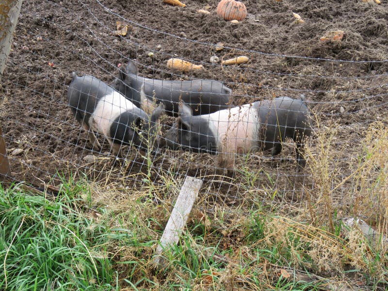 Three Pigs in Mud 2 stock image. Image of pork, fence - 85512263