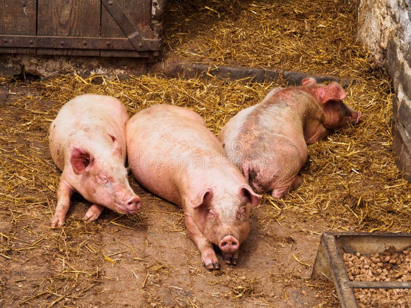 Three Pigs stock image. Image of three, tradition, intelligent - 82291797