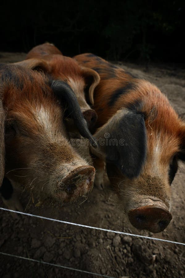 Three Pigs stock photo. Image of food, agriculture, cute - 33507184