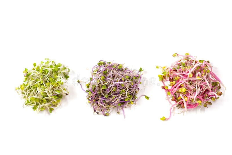 Three Pile of Microgreens Isolated on White Background Top View Stock ...