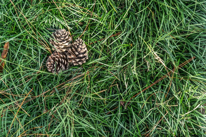 Three Pine Balls on the Green Grass Stock Image - Image of texture ...
