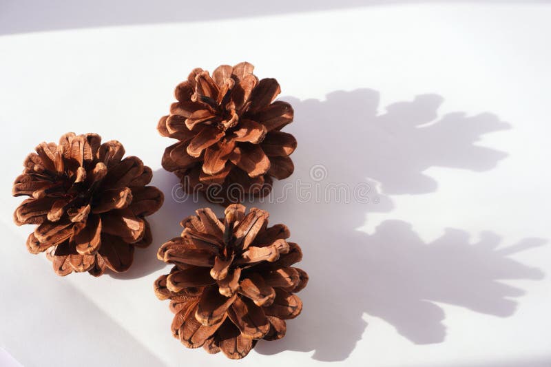 Three Pine Cones with Shadows on a White Surface Stock Image - Image of pattern, detail: 357345771