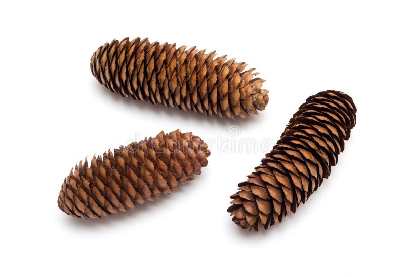 Three Pine Cones with Berries, Pinole and Oranges Stock Photo - Image ...