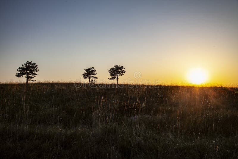 Three pine tree alone stock photo. Image of park, abstract - 162524032