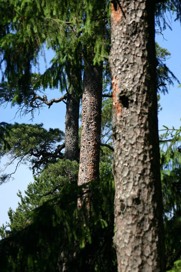 Three pine-trees stock image. Image of cone, tree, deep - 281165