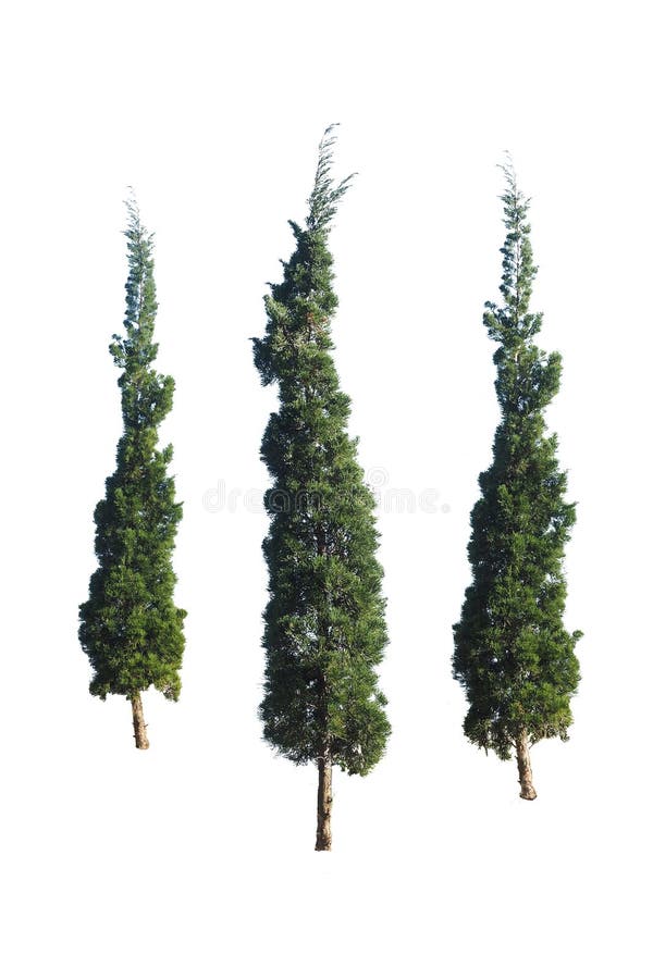 32+ Three isolated trees Free Stock Photos - StockFreeImages