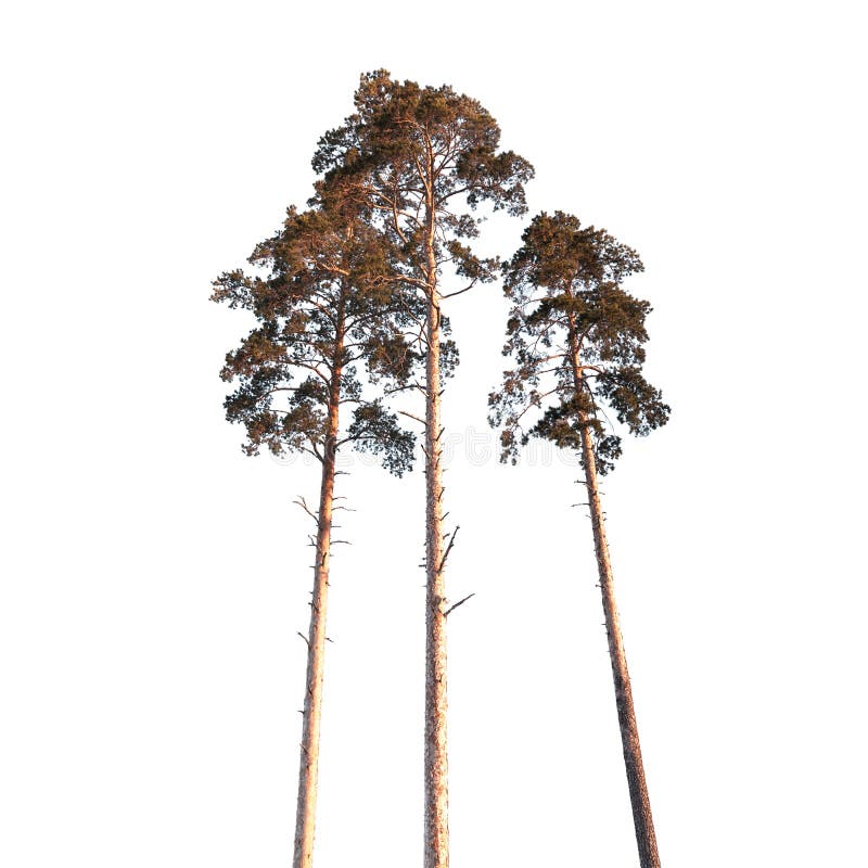 32+ Three isolated trees Free Stock Photos - StockFreeImages
