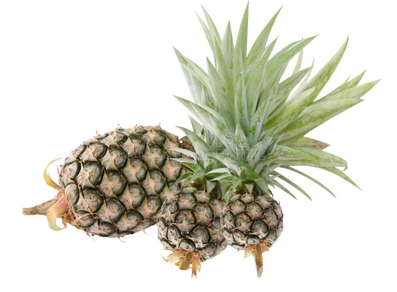 Three of pineapple stock image. Image of white, organic - 27409685