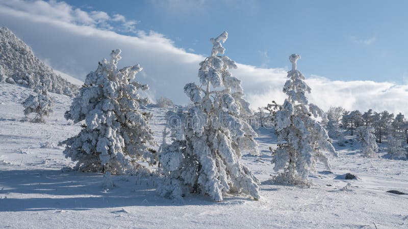 Three Pines Covered with Snow Stock Image - Image of ridge, arctic ...