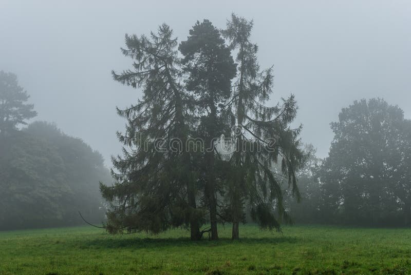 Three pines in the mist stock photo. Image of park, sunny - 176235972