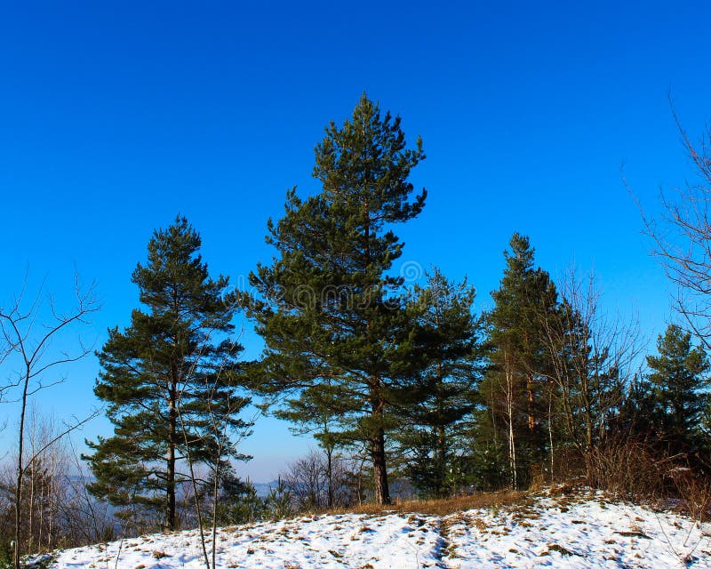 Three Pines with Other Trees on the Hill. in Front of the Pines Snow ...