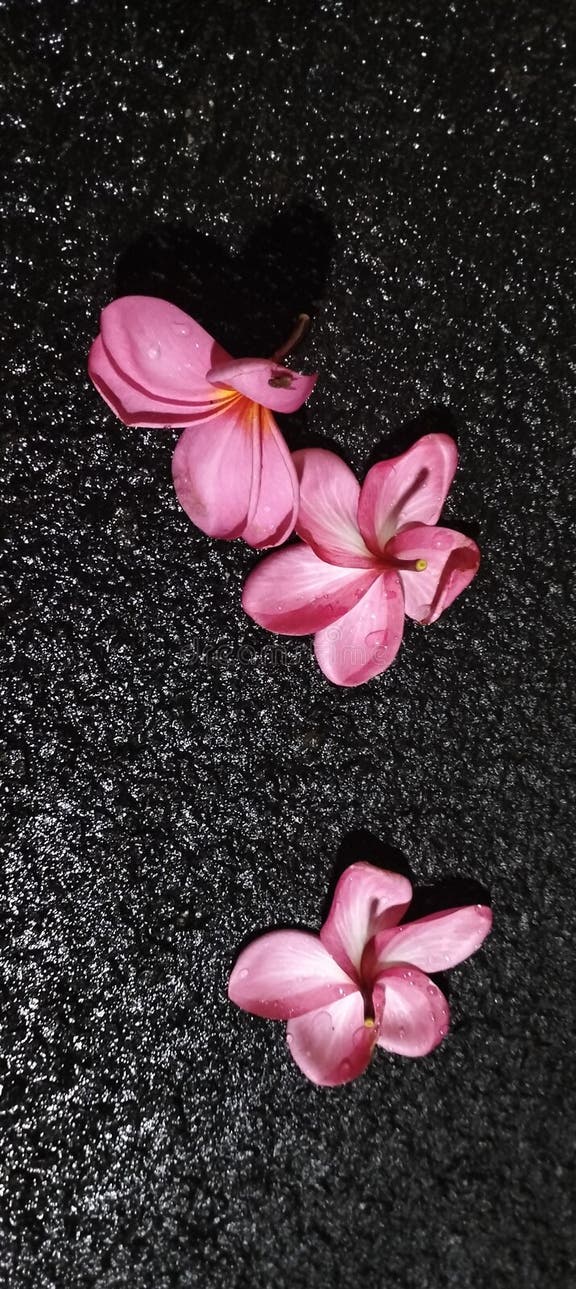 Three ping flower stock image. Image of three, beautiful - 316276841