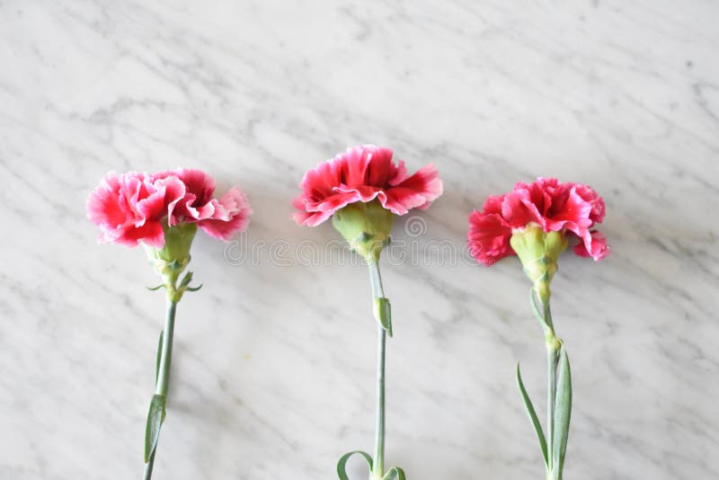 Three pink carnations stock photo. Image of bouquet, celebration - 97921712