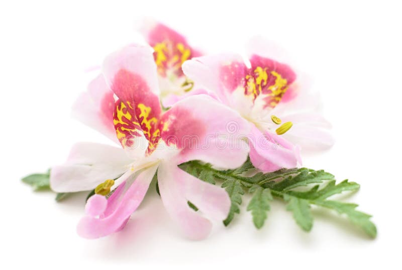 Three pink flowers. stock photo. Image of nature, floral - 65823104