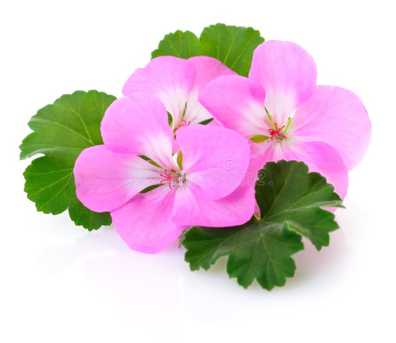 Three pink flowers. stock photo. Image of macro, objects - 93735034
