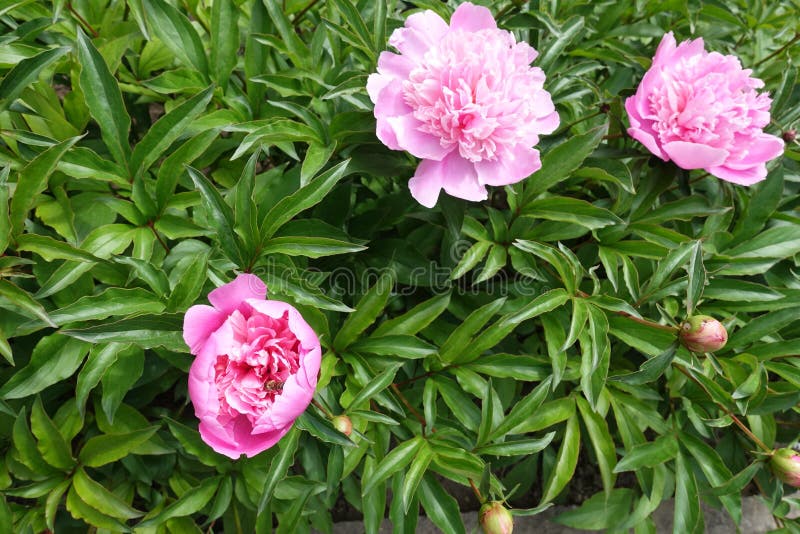 Three Pink Flowers of Peonies in Mid May Stock Image - Image of ...