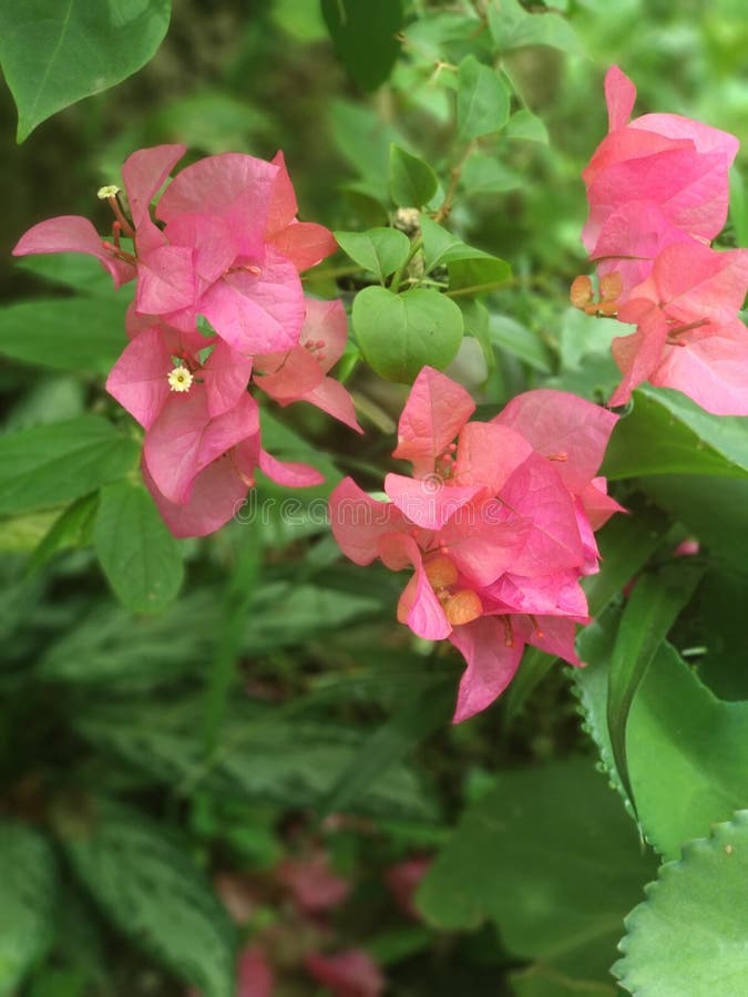Three Pink Flowers stock photo. Image of three, botanical - 306841032