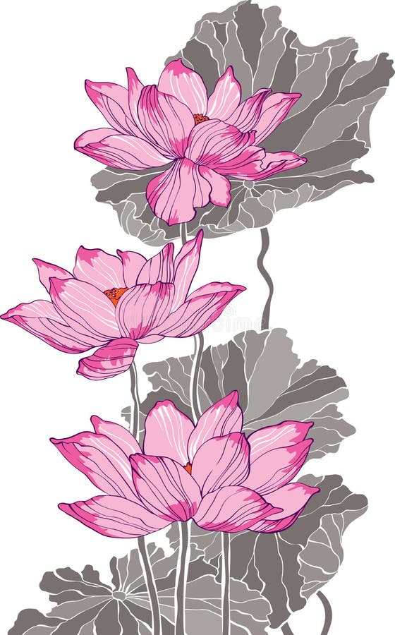 Three Pink Grey Lotus Drawing Stock Vector - Illustration of contour ...