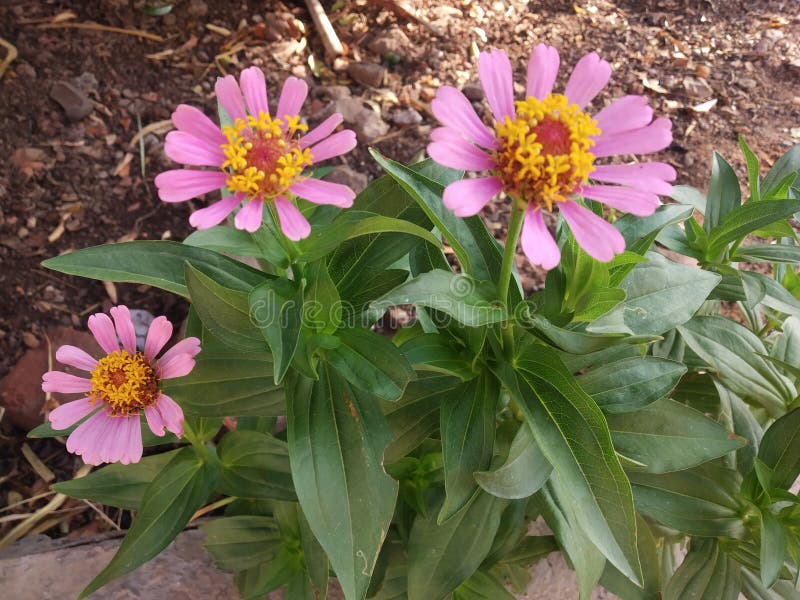 Jalbera Stock Photos - Free & Royalty-Free Stock Photos from Dreamstime