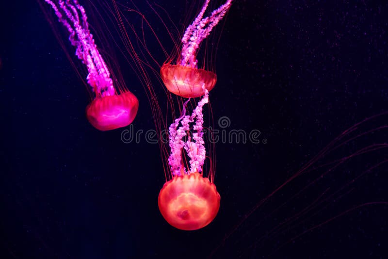 Three Pink Jellyfish with Long Tentacles Float in a Dark Aquatic ...