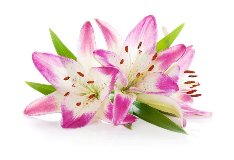 Pink Lily Flowers Seamless Texture Stock Photo - Image of overhead ...