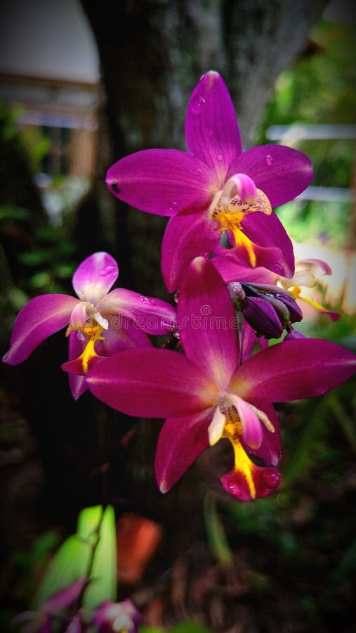 Orkis Flower Stock Photos - Free & Royalty-Free Stock Photos from ...