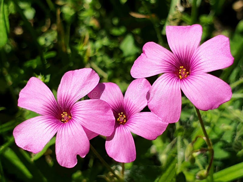 Pink Oxalis Articulata Flowers in Sunlight Stock Image - Image of ...