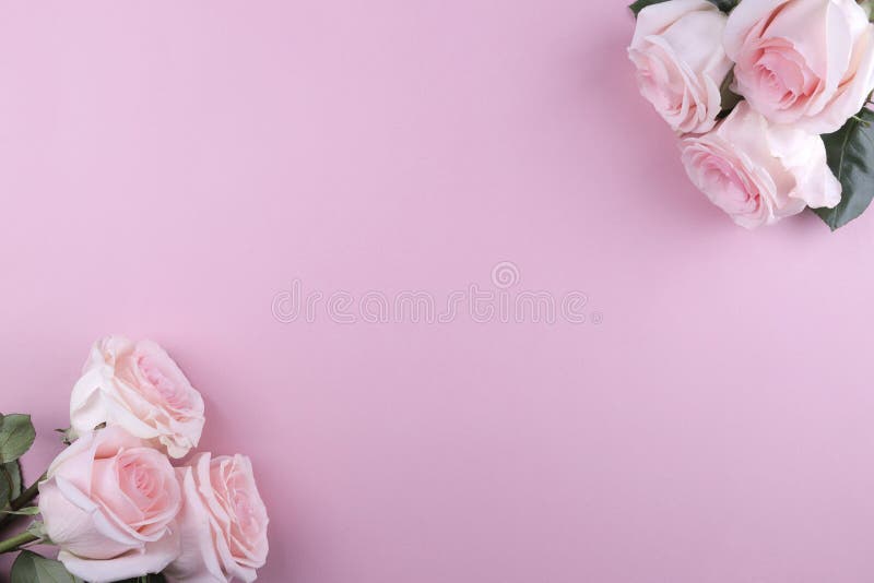 Three Pink Rose in the Corners on a Pink Background Stock Photo - Image ...