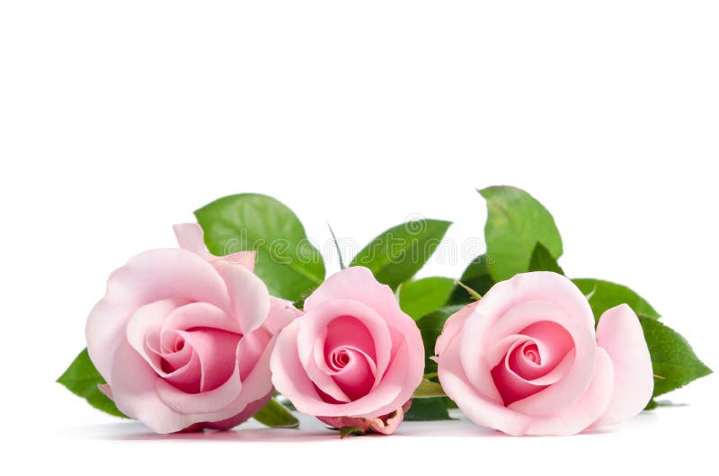 Red rose lying on computer stock photo. Image of email - 2447070