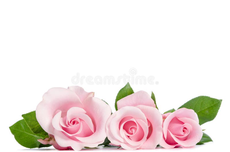 Red rose lying on computer stock photo. Image of email - 2447070