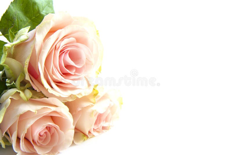 Three pink roses stock image. Image of decorative, roses - 16494703