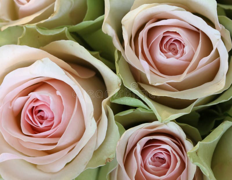 Three pink roses stock image. Image of rosa, coloured - 49666139