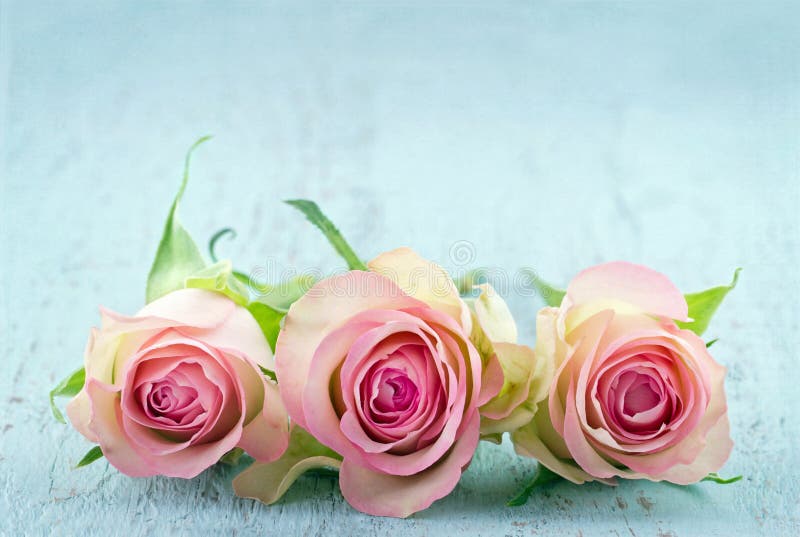 Three Pink Roses on Light Blue Background Stock Photo - Image of rustic ...