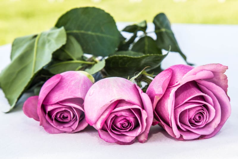 Triple Pink Roses stock photo. Image of invaded, green - 185716190