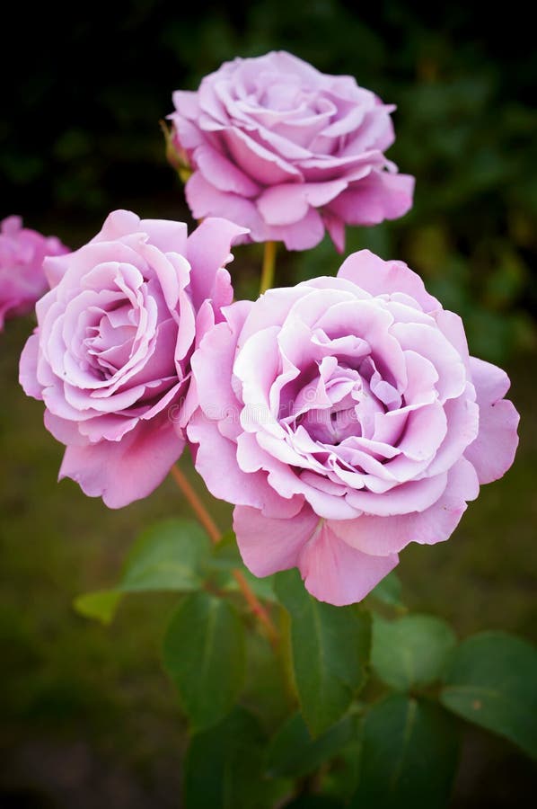 Three Pink Roses Macro View Stock Image - Image of bright, macro: 166471515